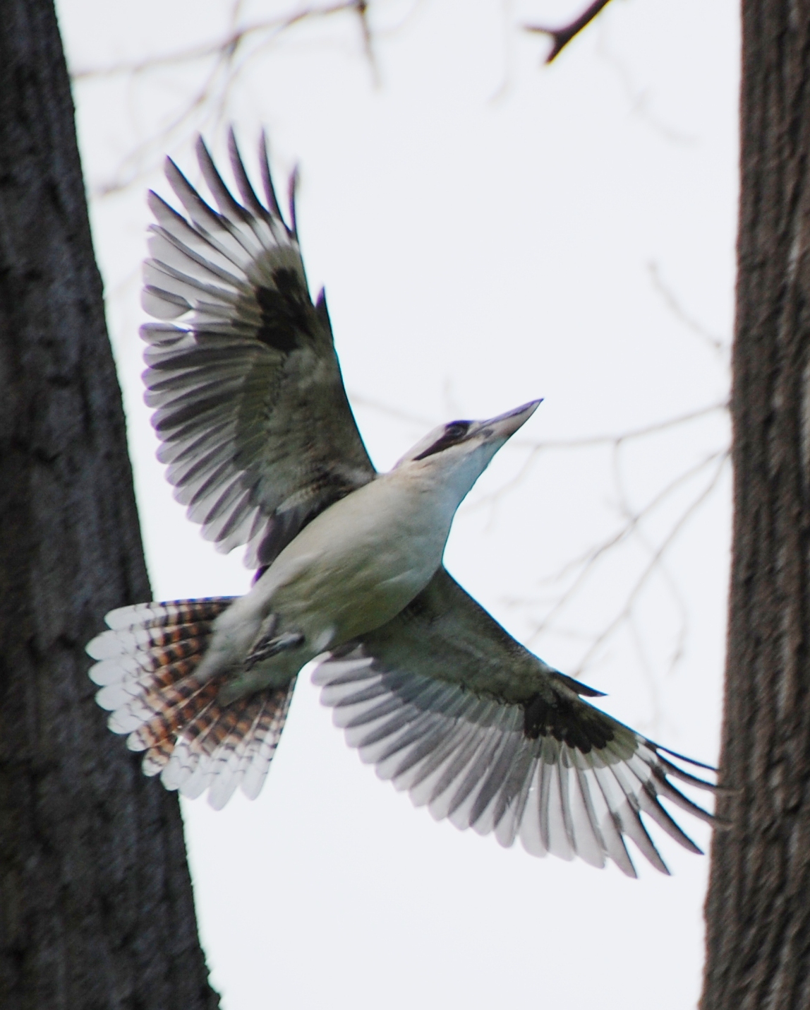 news_kooka – Atelier Kookaa